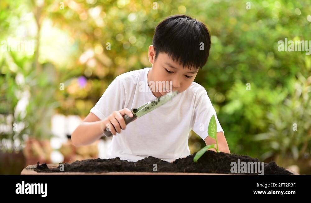 Young boy planting tree ground Stock Videos & Footage - HD and 4K Video ...