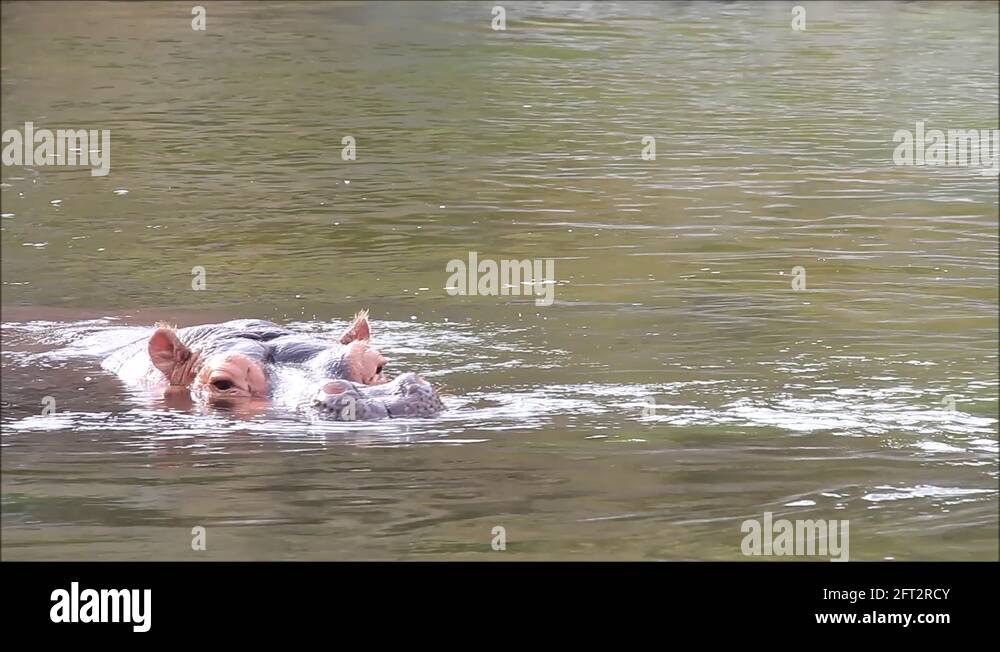 Hippo in water hippopotamus Stock Videos & Footage - HD and 4K Video ...