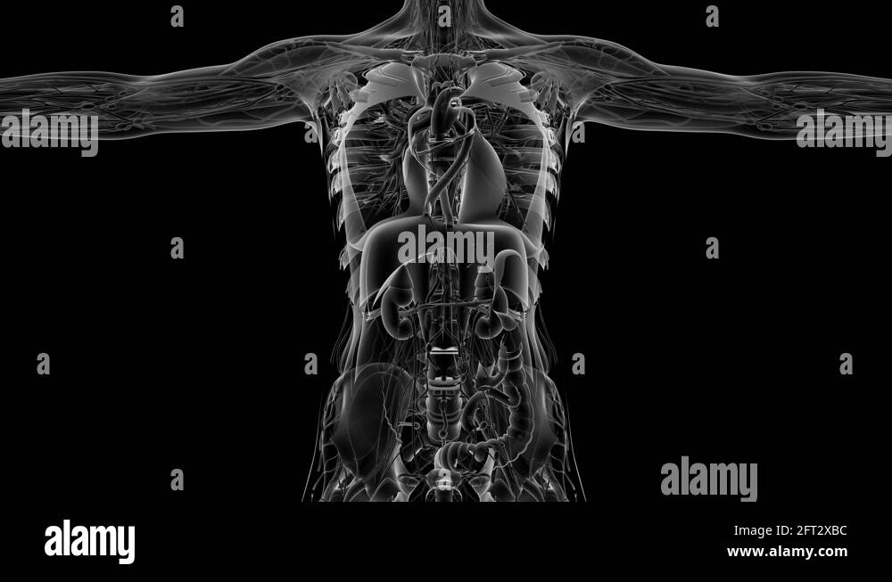Loop Science Anatomy Tomography Scan Of Human Body Stock Video Footage ...