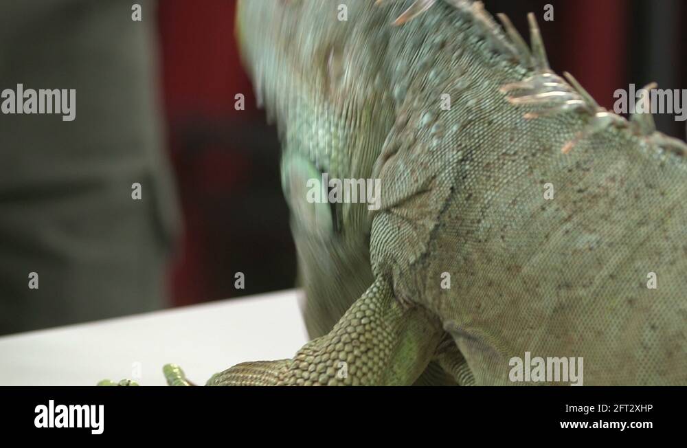 Left facing animal Stock Videos & Footage - HD and 4K Video Clips - Alamy