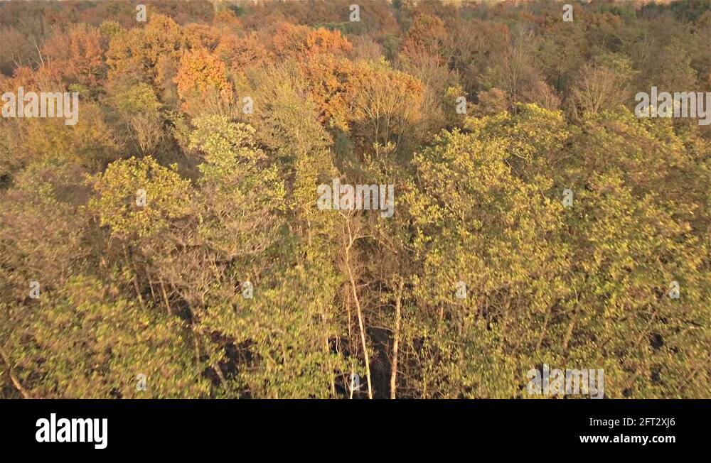 Forest birds eye view Stock Videos & Footage - HD and 4K Video Clips ...