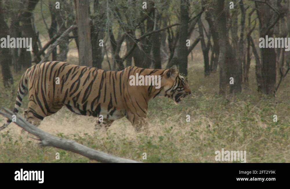 Prowling bengal tiger Stock Videos & Footage - HD and 4K Video Clips ...