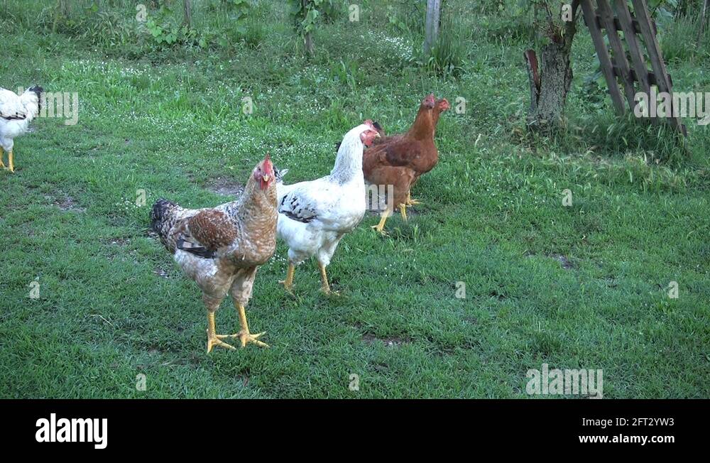 Tuscany animals Stock Videos & Footage - HD and 4K Video Clips - Alamy