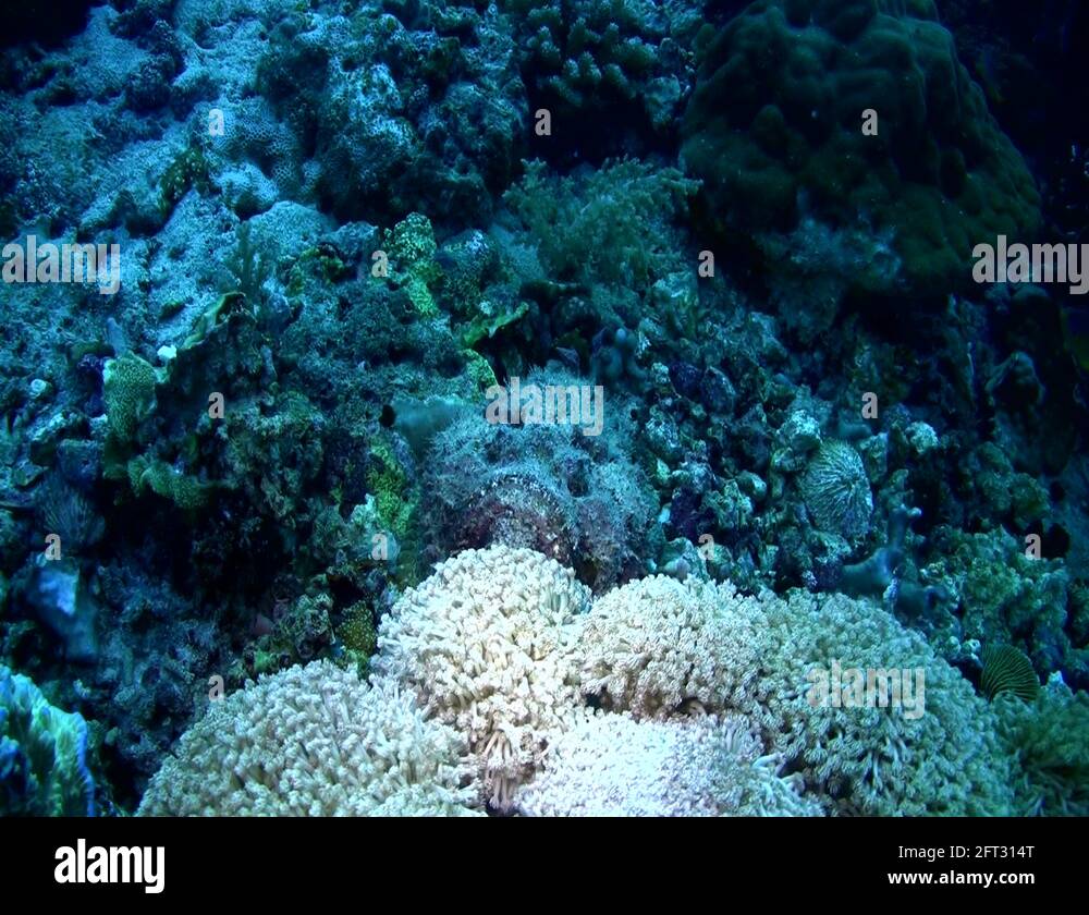 Synanceia verrucosa reef stonefish Stock Videos & Footage - HD and 4K ...