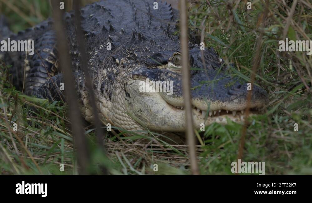 Predator reptile Stock Videos & Footage - HD and 4K Video Clips - Alamy