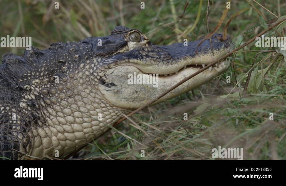 Animal stalking teeth Stock Videos & Footage - HD and 4K Video Clips ...