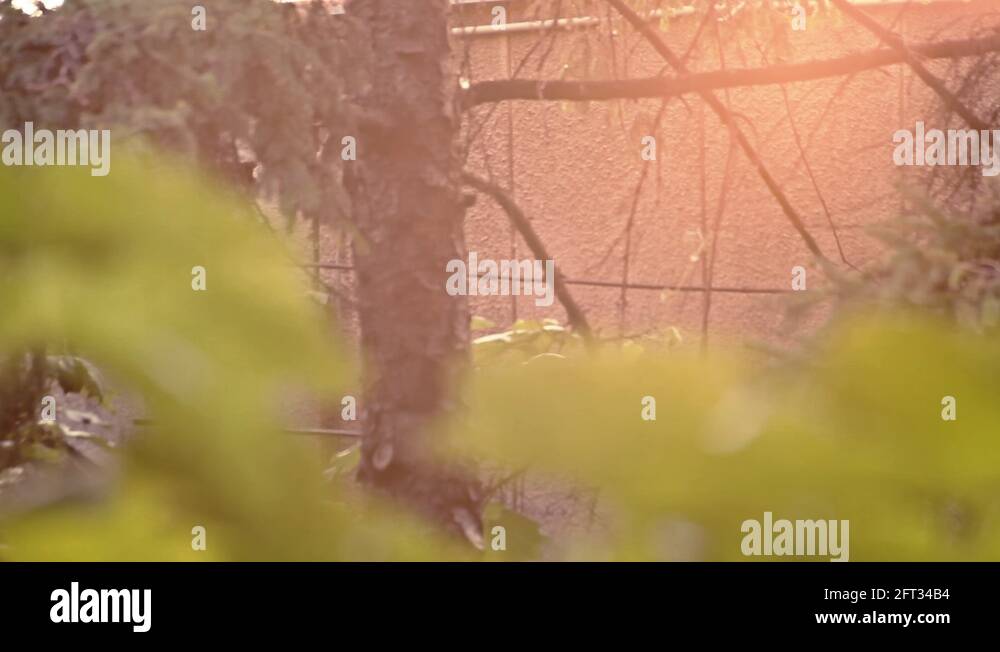 Light lit tree silhouette Stock Videos & Footage - HD and 4K Video ...