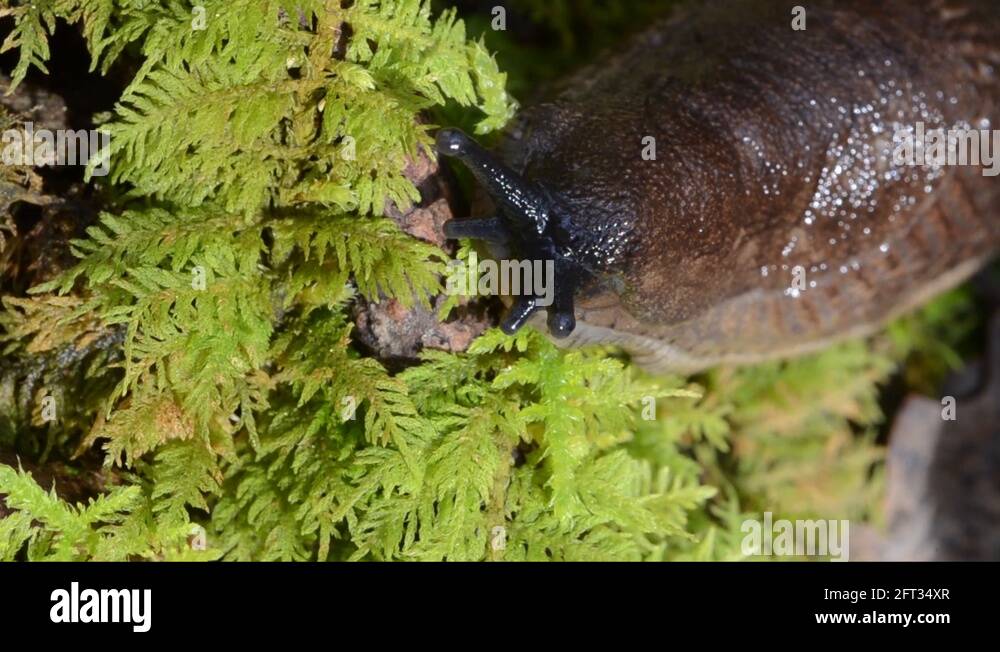 Freshwater slug Stock Videos & Footage - HD and 4K Video Clips - Alamy