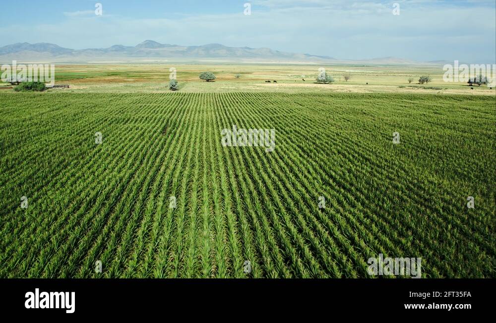 Cattle corn field Stock Videos & Footage - HD and 4K Video Clips - Alamy