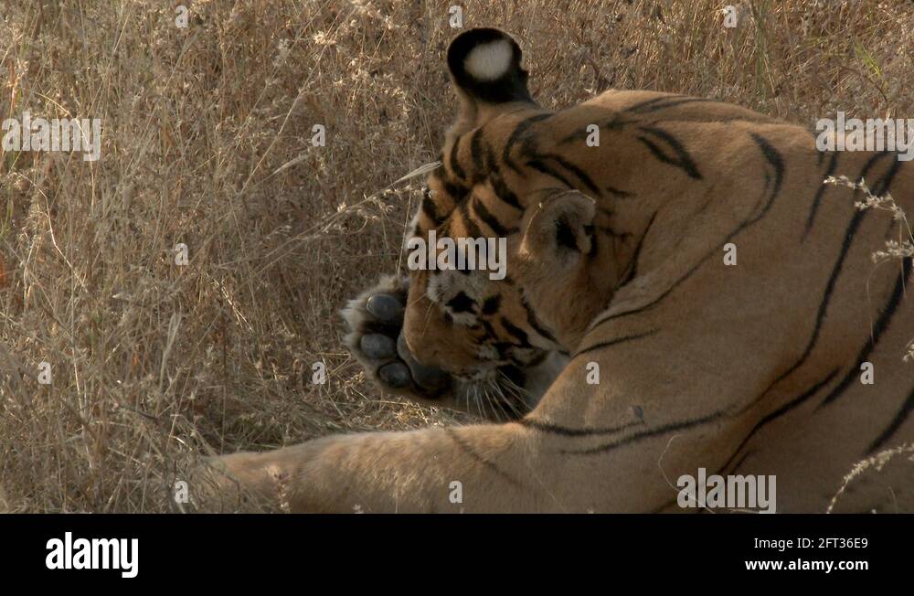Bengal tiger paws Stock Videos & Footage - HD and 4K Video Clips - Alamy