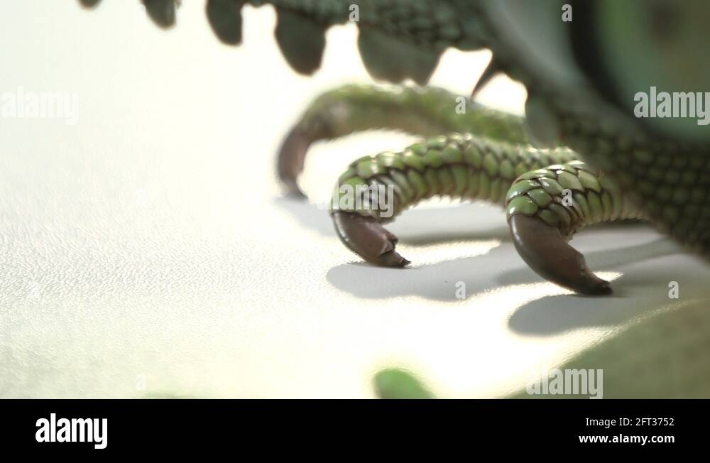 Iguana feet Stock Videos & Footage - HD and 4K Video Clips - Alamy