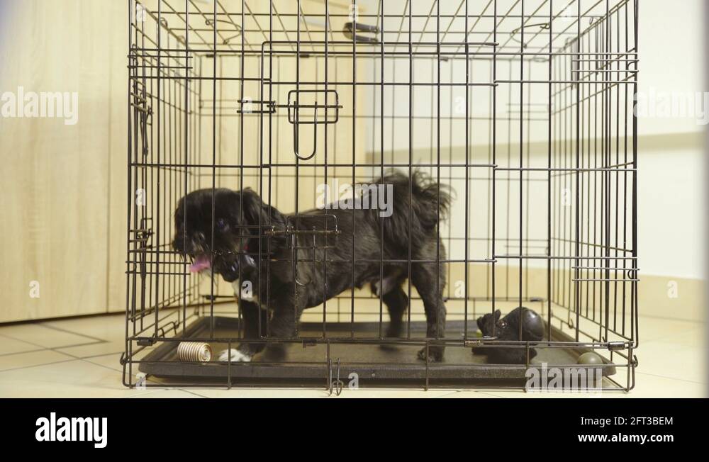 Scared black dog barking and biting steel wired cage 4K Stock Video ...