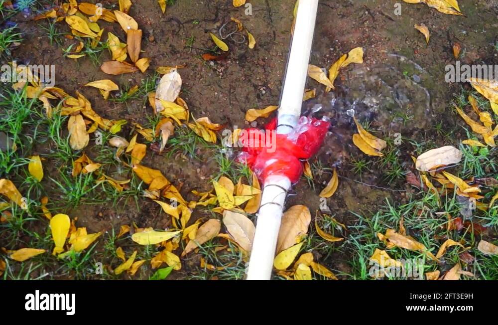 Pipe grass Stock Videos & Footage - HD and 4K Video Clips - Alamy