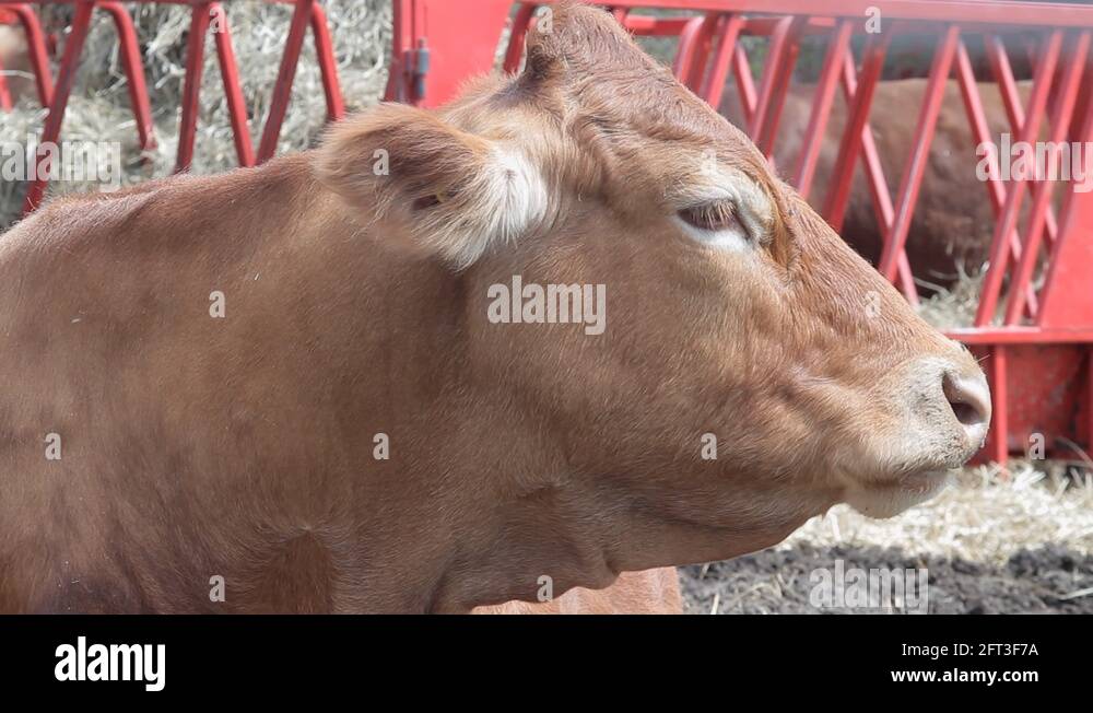 Cow chewing its cud Stock Videos & Footage - HD and 4K Video Clips - Alamy