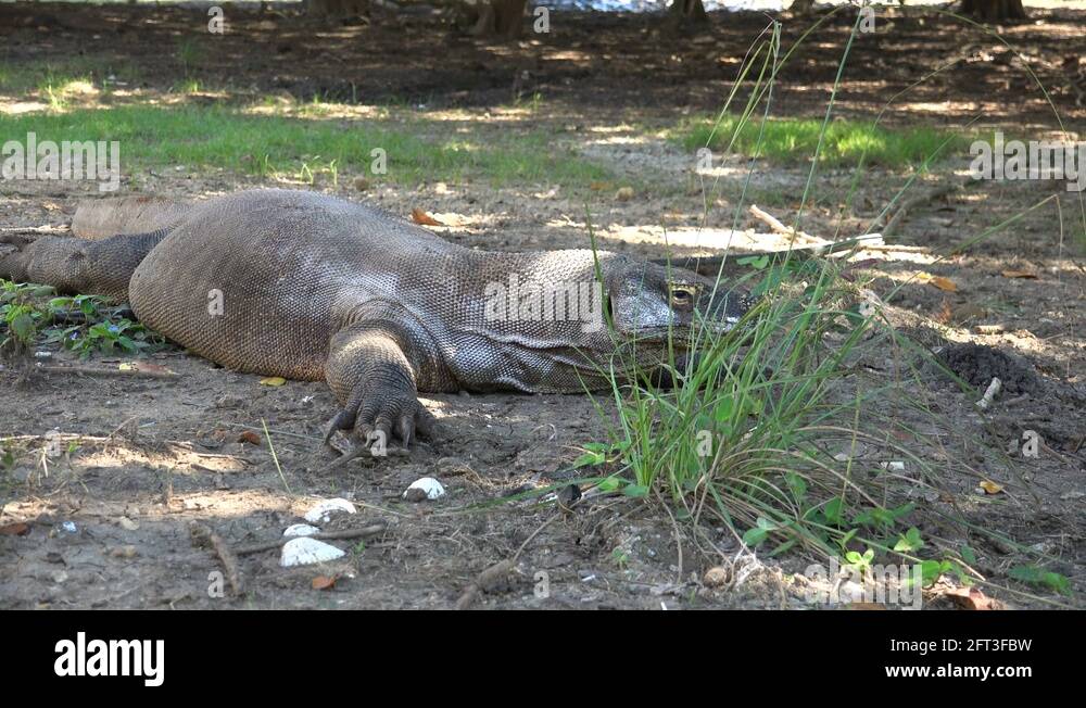 Varanus komodoensis tree Stock Videos & Footage - HD and 4K Video Clips ...