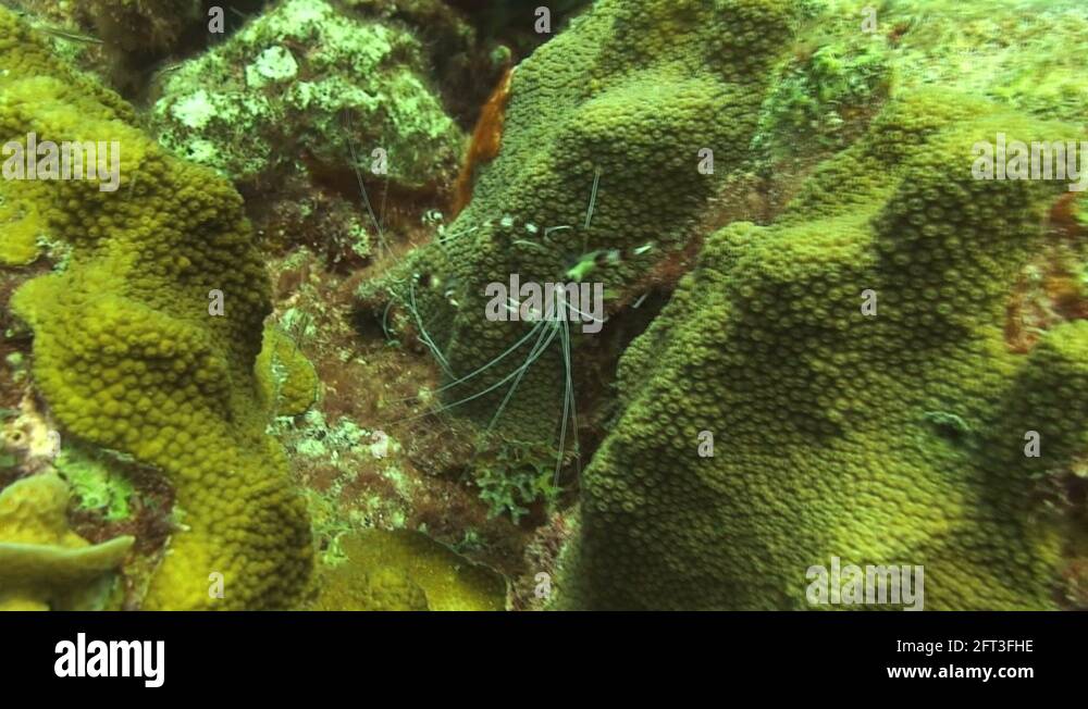 Diving Stock Videos & Footage - HD and 4K Video Clips - Alamy