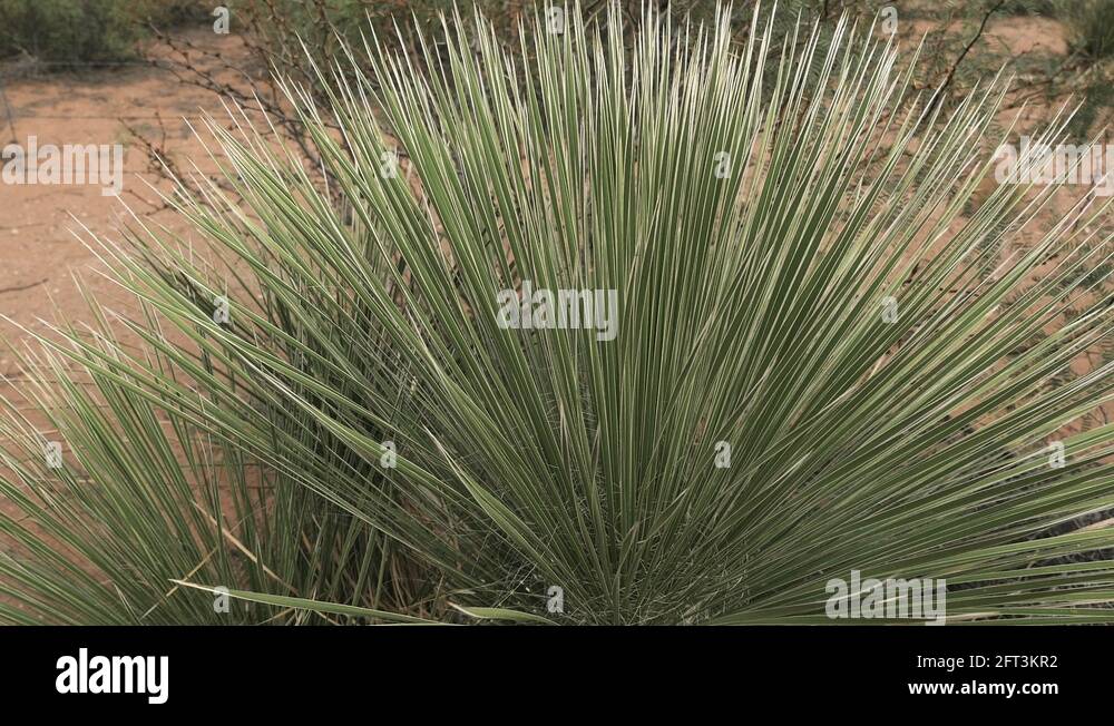 Yucca border Stock Videos & Footage - HD and 4K Video Clips - Alamy