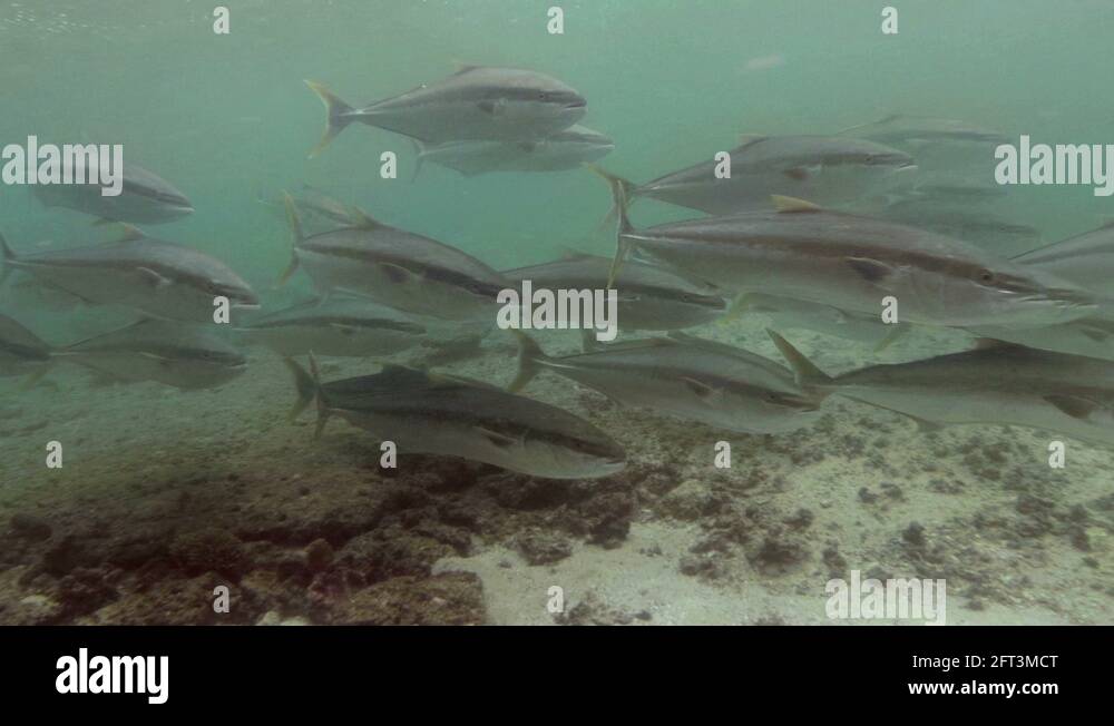 Kingfish Stock Videos & Footage - HD and 4K Video Clips - Alamy
