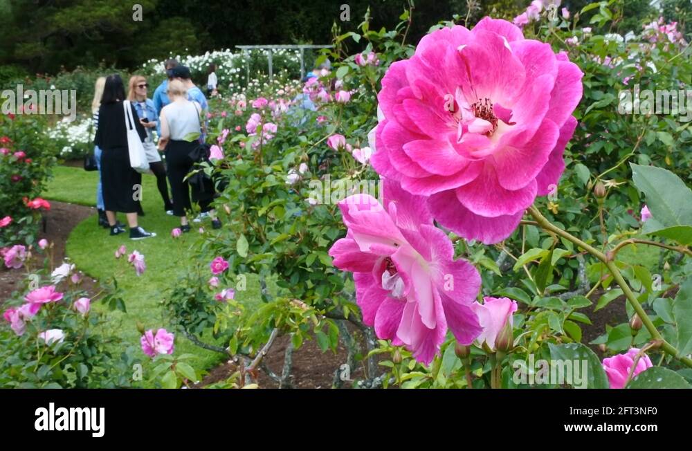 Rose new zealand Stock Videos & Footage - HD and 4K Video Clips - Alamy