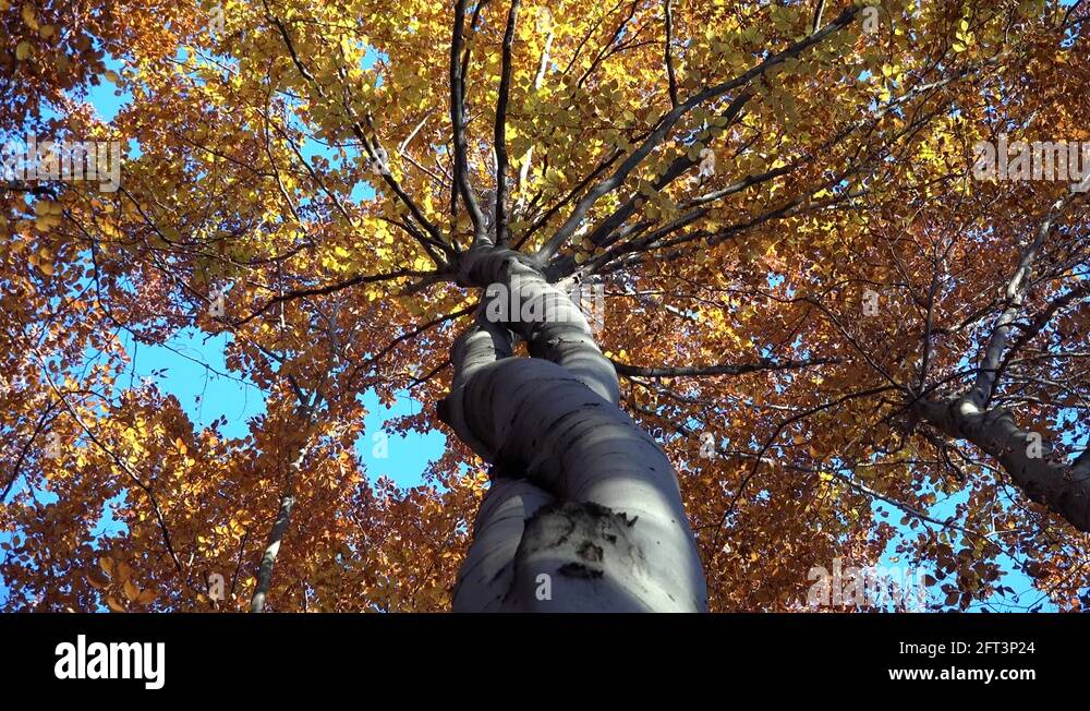 Intertwined trunk Stock Videos & Footage - HD and 4K Video Clips - Alamy