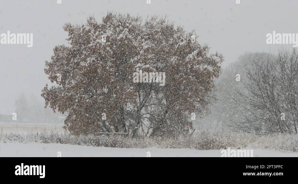 Snow storm blizzard rural farm tree close DCI 4K Stock Video Footage ...