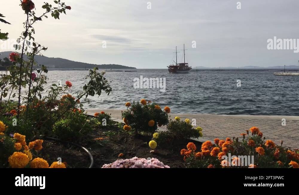 Marigold plants at the boulevard with traditional cruise ship leaving ...