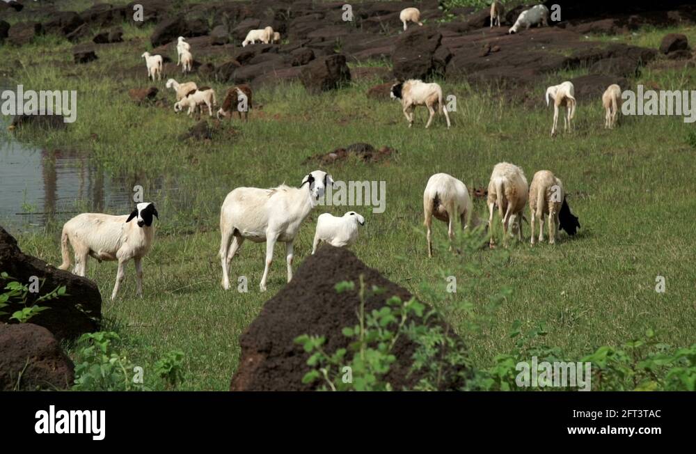 African sheep Stock Videos & Footage - HD and 4K Video Clips - Alamy