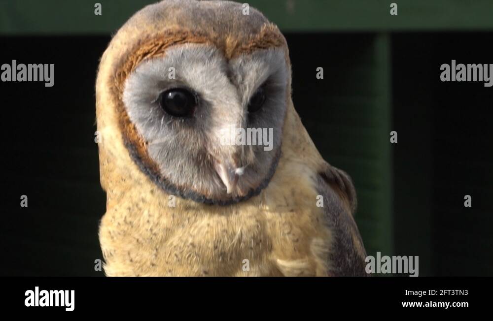 Republic dominican owl bird Stock Videos & Footage - HD and 4K Video ...