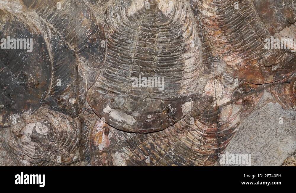 Fossil trilobite trilobites Stock Videos & Footage - HD and 4K Video ...