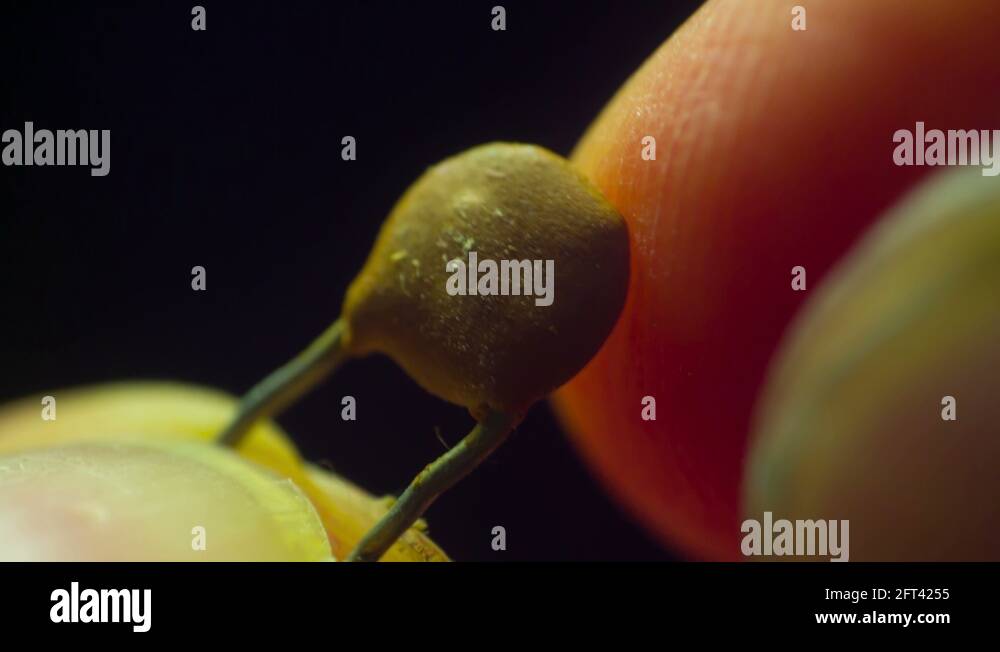 Capacitor Stock Videos & Footage - HD and 4K Video Clips - Alamy