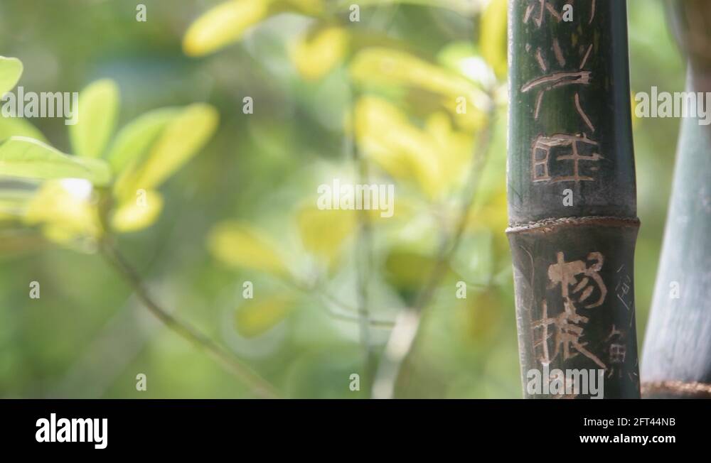 Chinese characters bamboo Stock Videos & Footage - HD and 4K Video ...