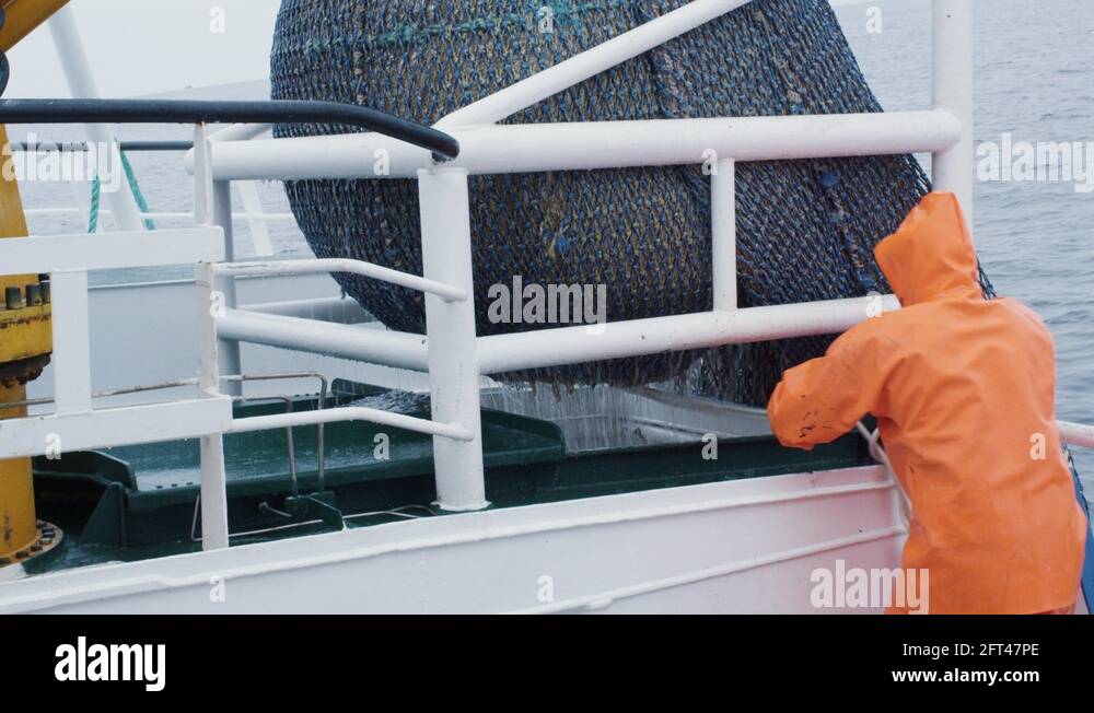 Fisherman Opens Trawl Net with Caugth Fish on Board of Commercial ...