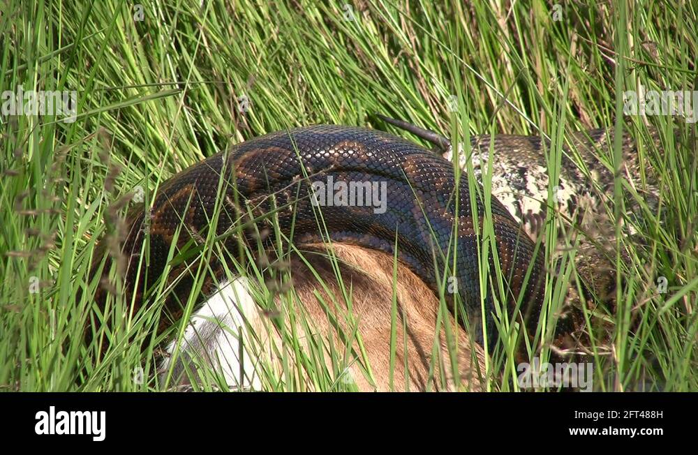 Serpentine horn Stock Videos & Footage - HD and 4K Video Clips - Alamy