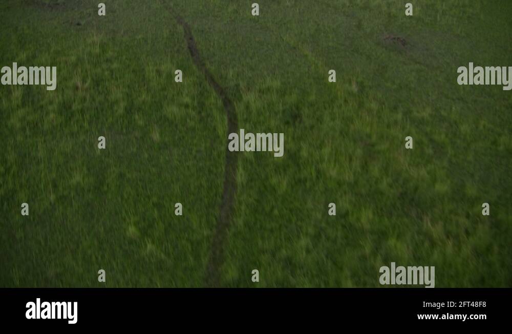 Hippo tracks Stock Videos & Footage - HD and 4K Video Clips - Alamy