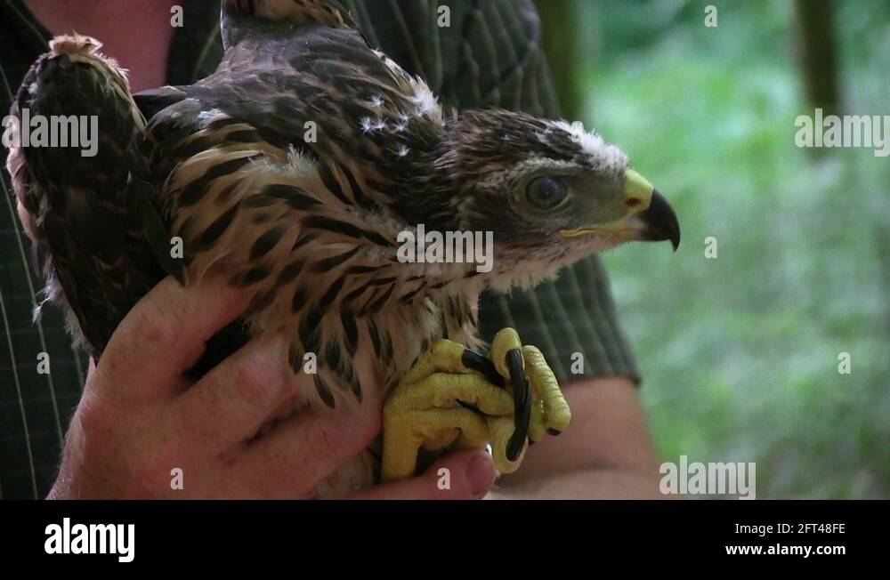 Young hawk Stock Videos & Footage - HD and 4K Video Clips - Alamy