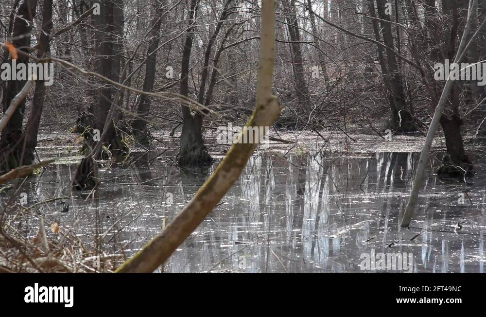 Spooky scary forest Stock Videos & Footage - HD and 4K Video Clips - Alamy