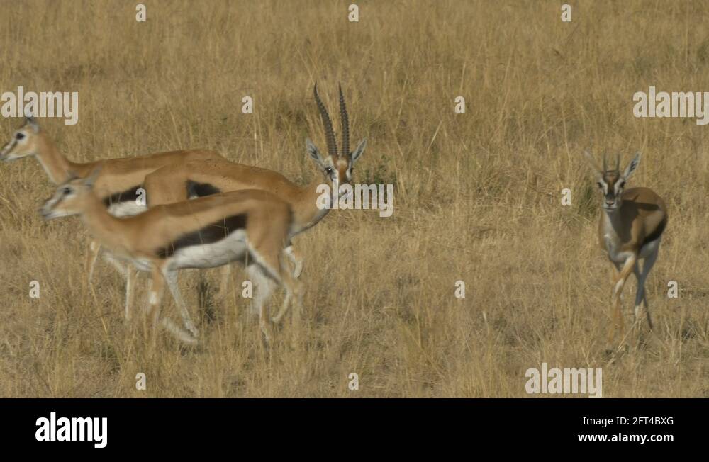 Thomson gazelle buck Stock Videos & Footage - HD and 4K Video Clips - Alamy
