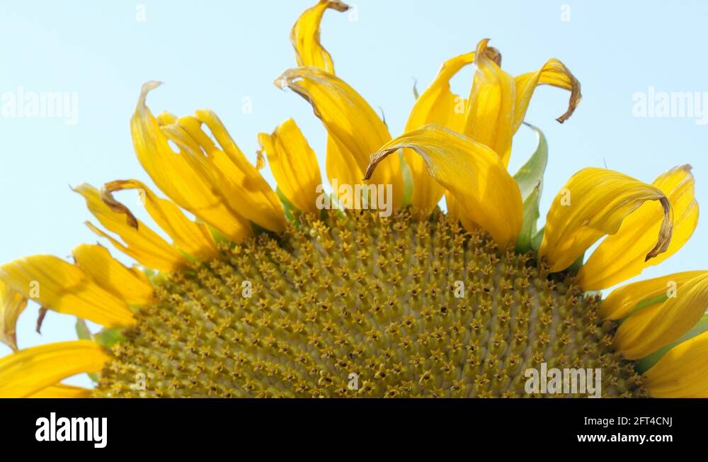 Sunflower close up background Stock Videos & Footage - HD and 4K Video ...