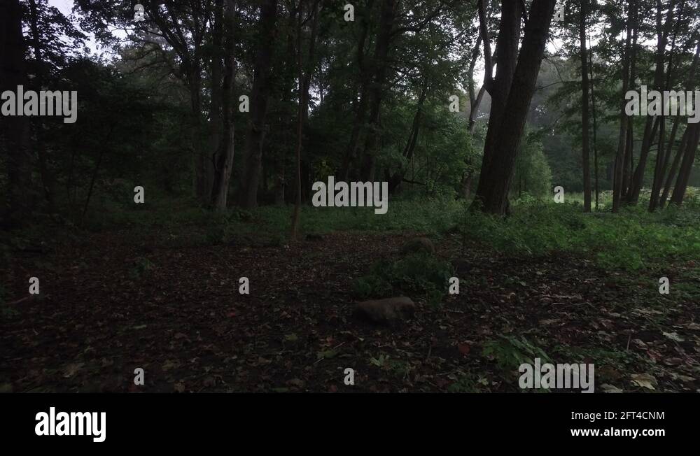 Fictional monster Stock Videos & Footage - HD and 4K Video Clips - Alamy