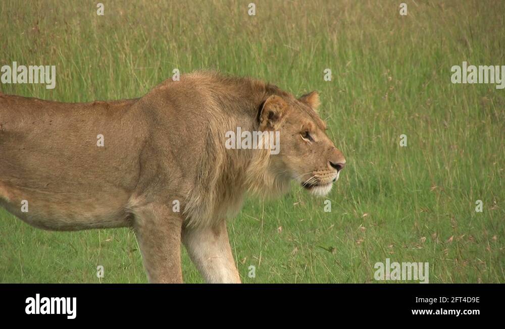 Lion scared face Stock Videos & Footage - HD and 4K Video Clips - Alamy