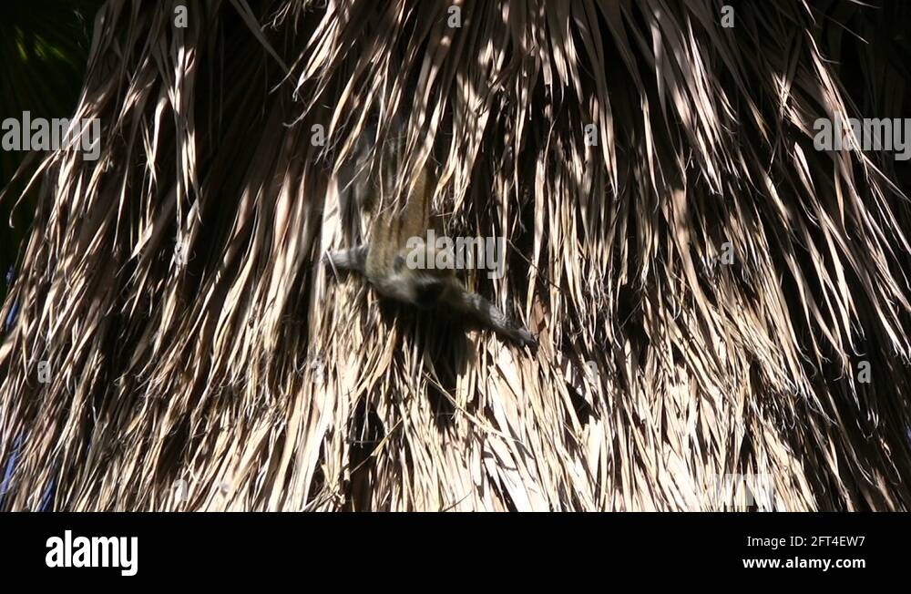 Dead monkey Stock Videos & Footage - HD and 4K Video Clips - Alamy