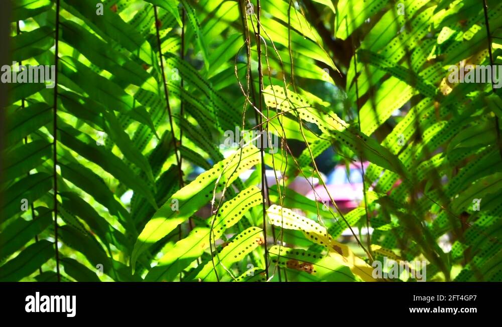 Drynaria quercifolia, Oakleaf fern. Green tropical hanging special ...