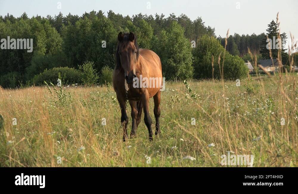 Aggressive horse in field Stock Videos & Footage - HD and 4K Video ...
