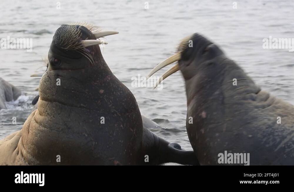 Animal display behaviour Stock Videos & Footage - HD and 4K Video Clips ...