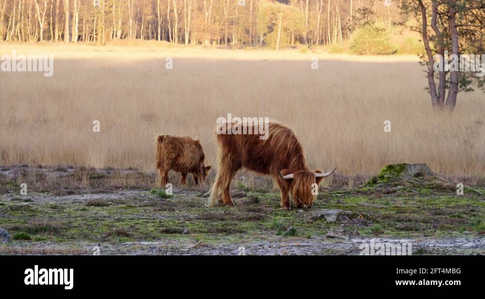 Scottish fauna Stock Videos & Footage - HD and 4K Video Clips - Alamy