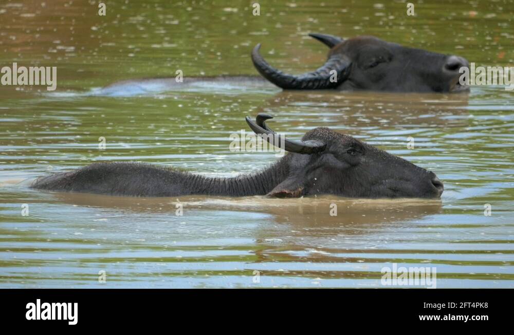 Buffalo dives under water in mud pond in Udawalawe national park in Sri ...