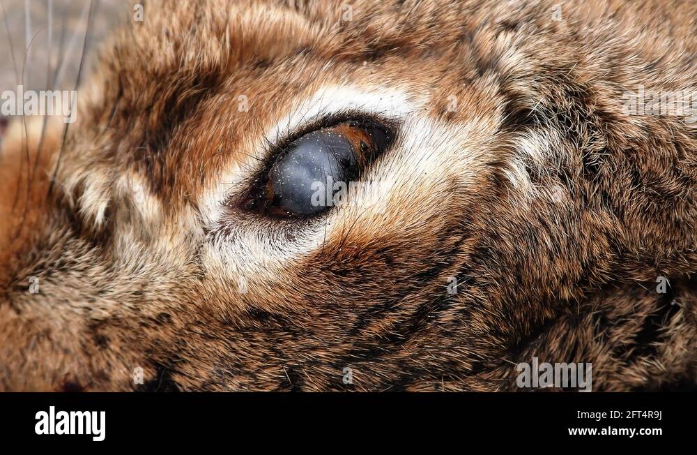 Dead rabbit on asphalt tarmac roadkill with ants and ticks Stock Video ...