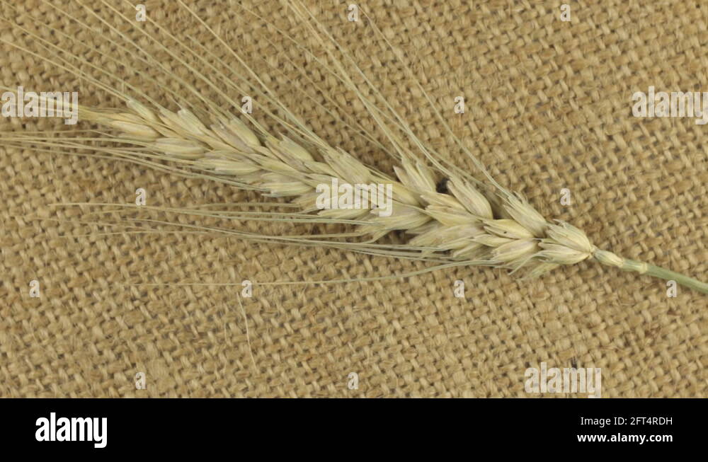 Rotation of the spikelet of wheat lying on sackcloth Stock Video ...