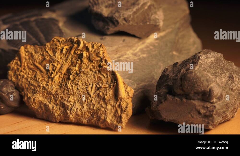 Geological time fossils Stock Videos & Footage - HD and 4K Video Clips ...