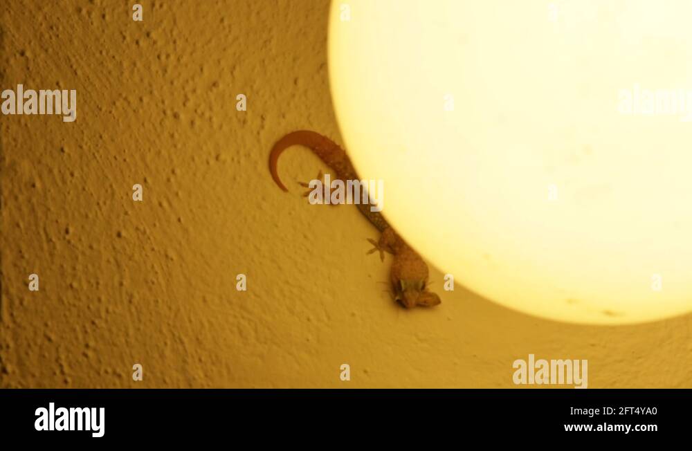 Lizard hunting Stock Videos & Footage - HD and 4K Video Clips - Alamy